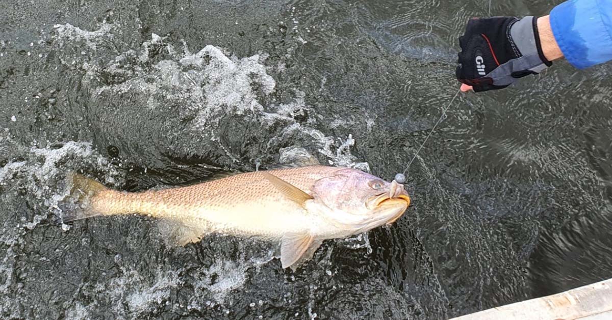 Local Jewfish Monitoring Contributes to National Database | Healthy ...