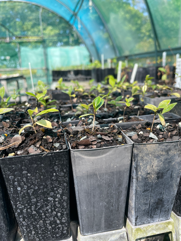 Growing the region's native plants | Healthy Rivers to Reef Partnership