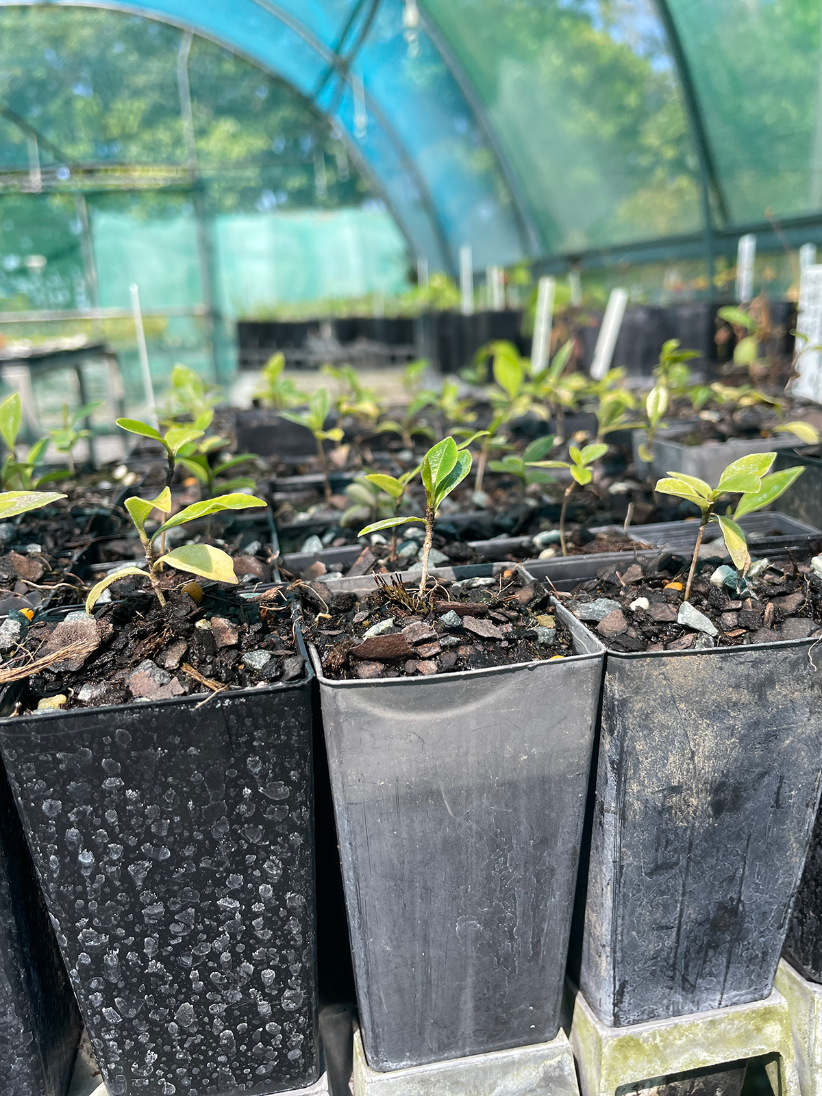 Growing the region's native plants | Healthy Rivers to Reef Partnership